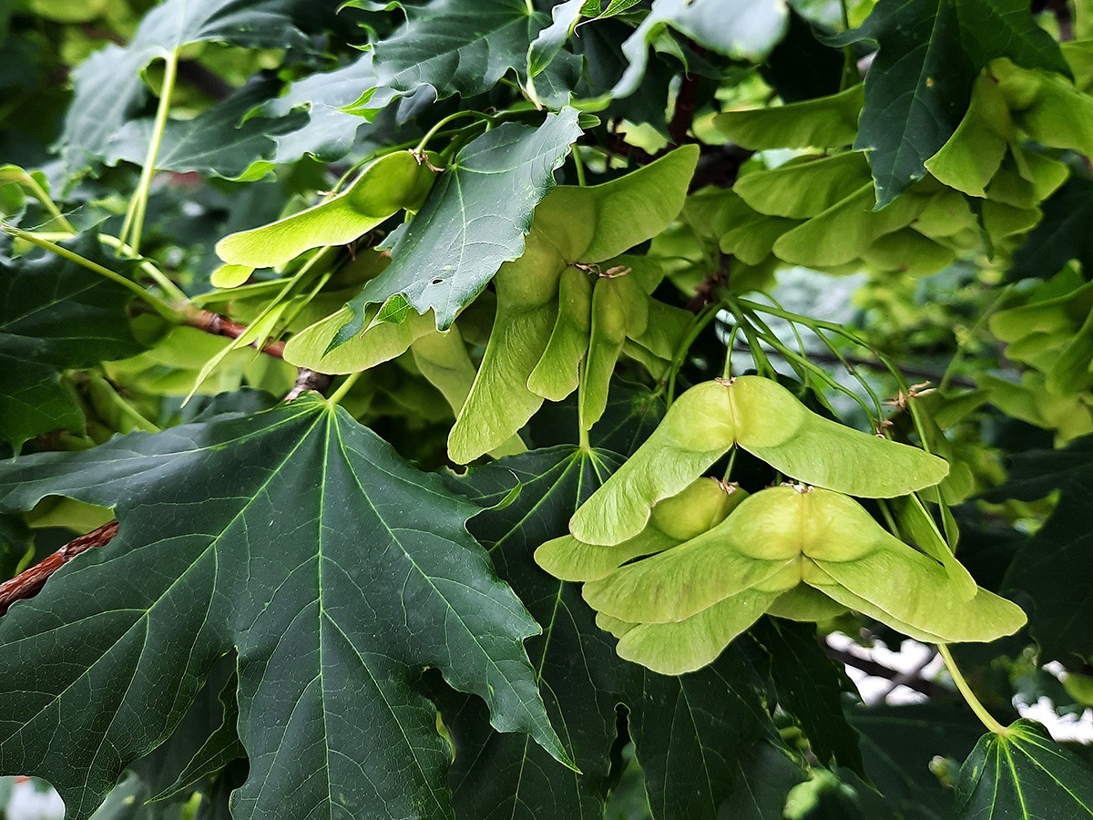 acer platanoides der spitzahorn gehört zur familie der ...