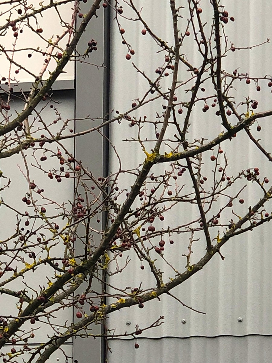 malus sylvestris der holzapfel auch europäischer wildapfel oder ...