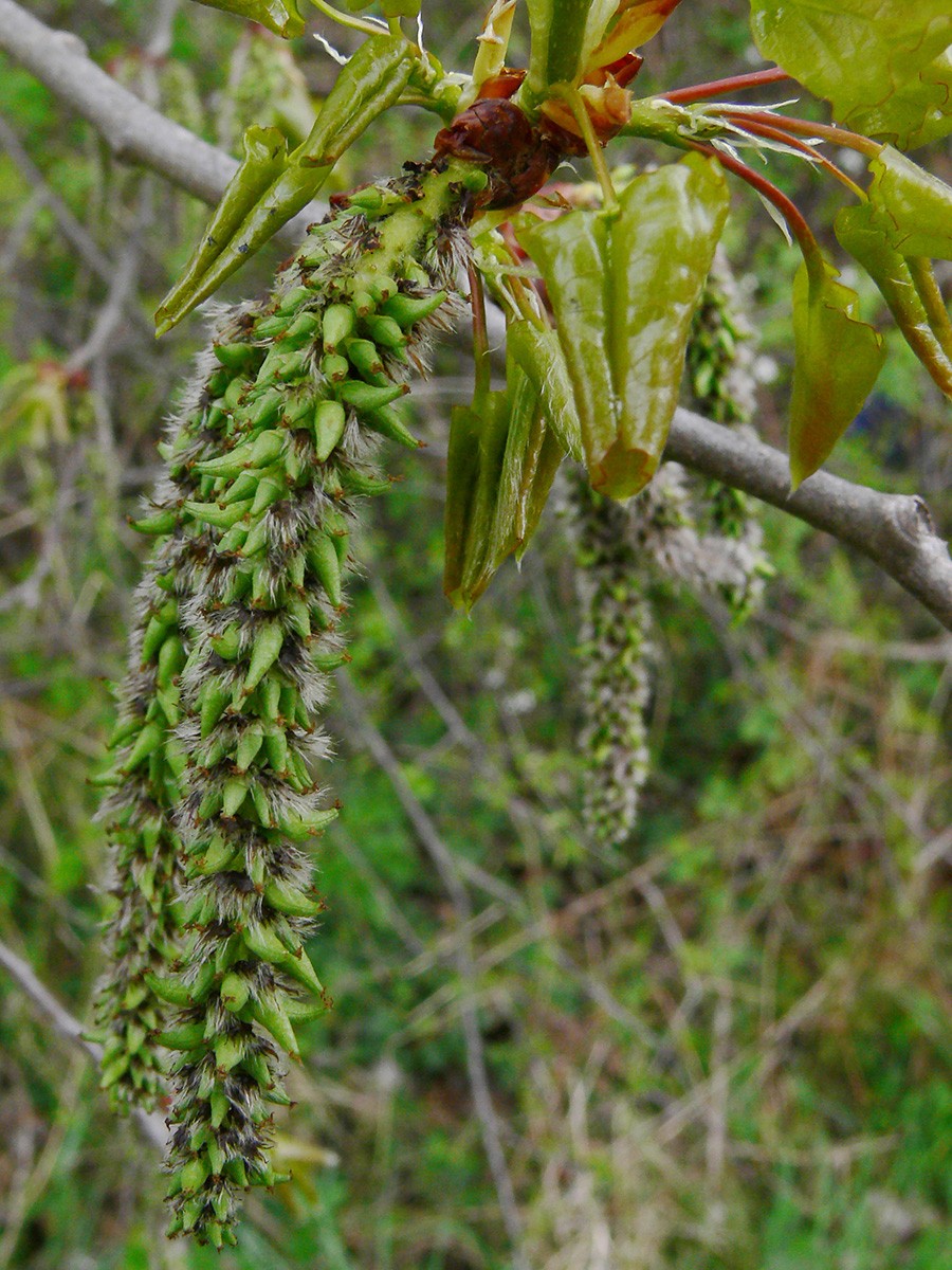 populus tremula die zitterpappel auch espe genannt ist ein ...